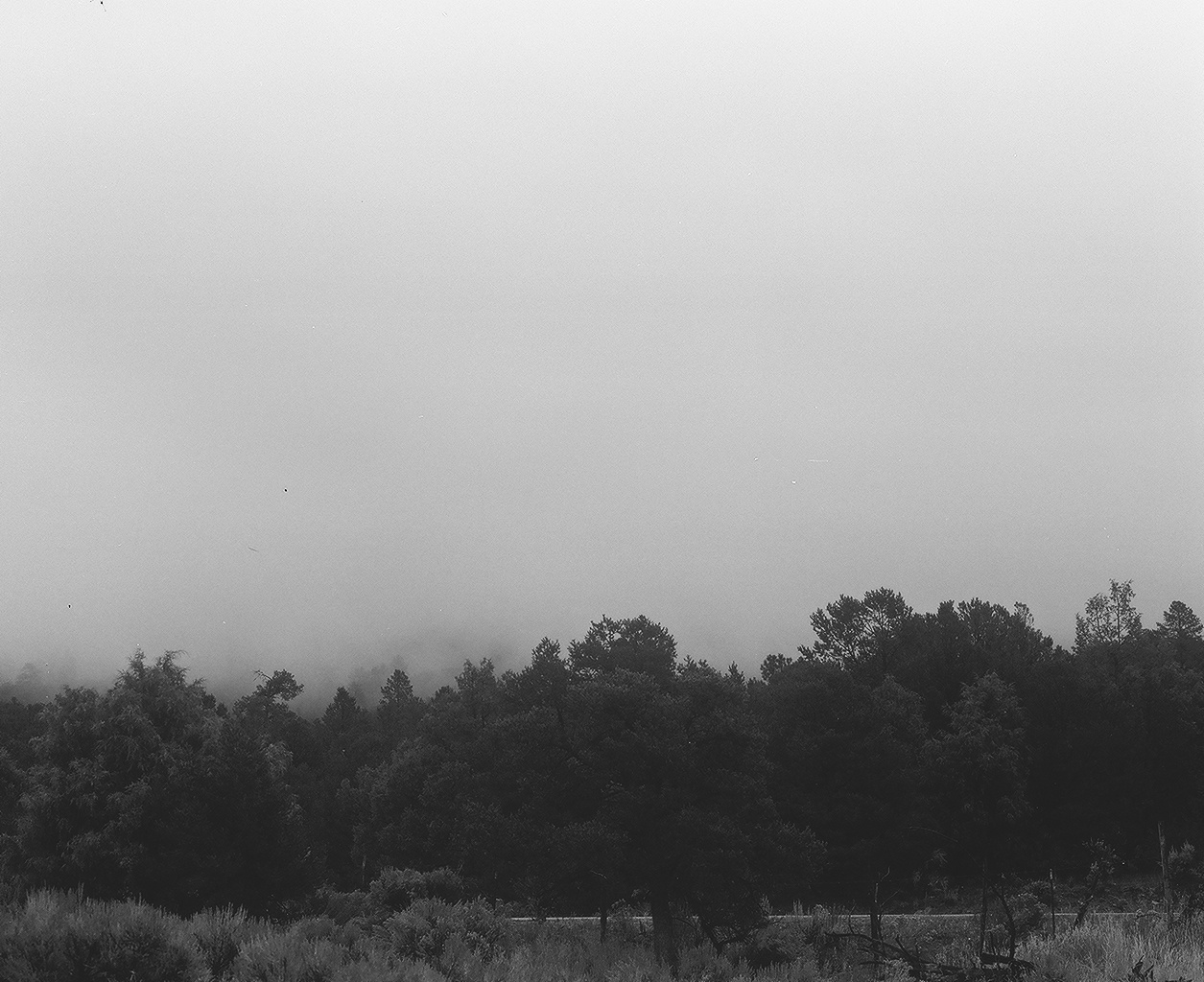 Processing cactus fruit - SHED
